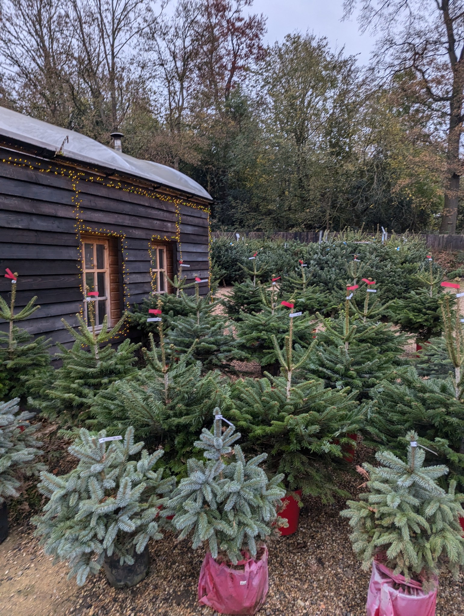 Christmas trees from £15! (6′ non drop =£48)